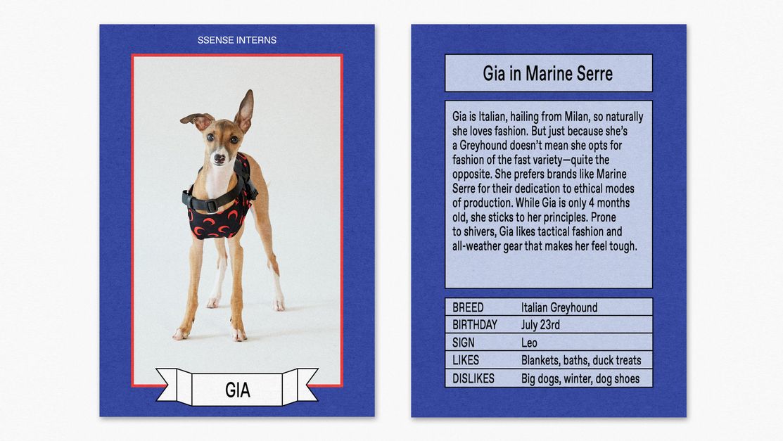 LSN : Daily Signals : Luxury label doppelgangers for four-legged friends