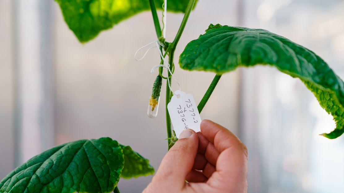 LSN : Daily Signals : Calyno is a healthier gene-edited soybean oil